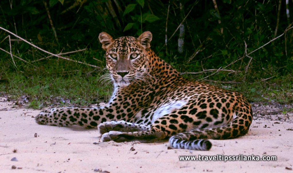 Wilpattu National Park Information for Exclusive Safari Planning