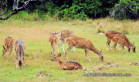 Wilpattu National Park Information for Exclusive Safari Planning