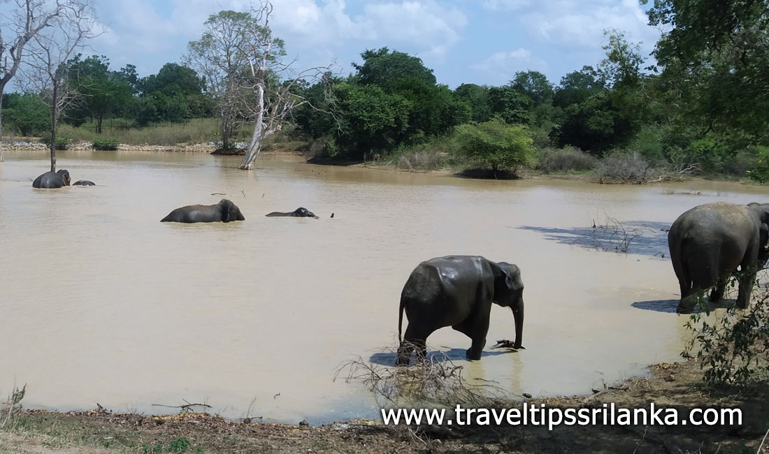 Ridiyagama Safari Park | The Safari Land of Sri Lanka